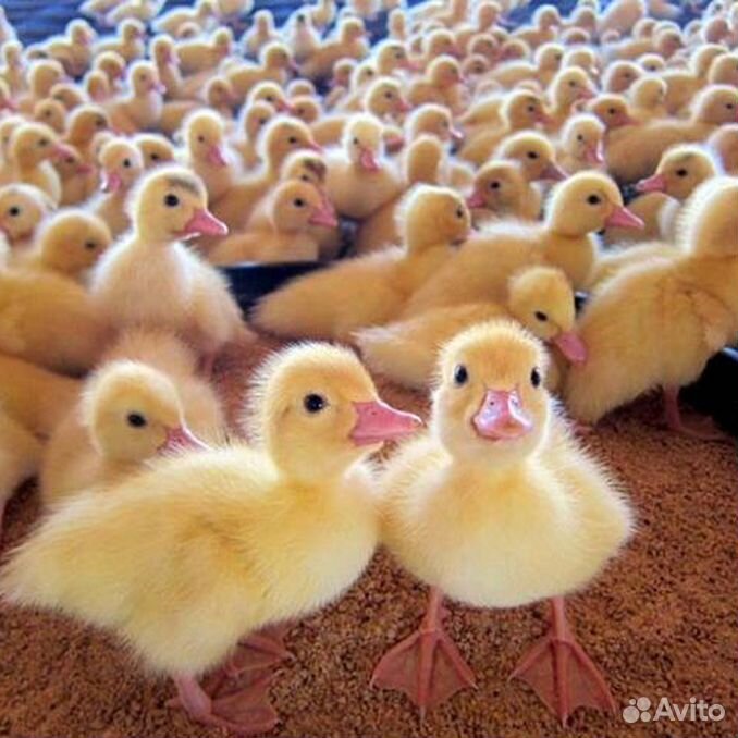 Суточная птица оптом