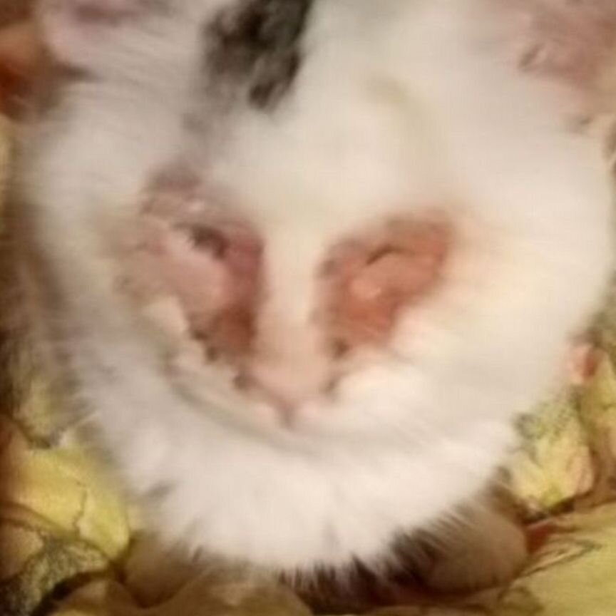 Кошки в добрые руки бесплатно