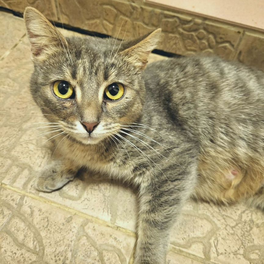 Кошечка в добрые руки, 1 год