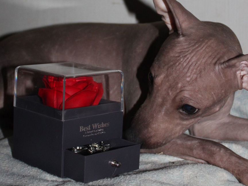 Американский голый терьер