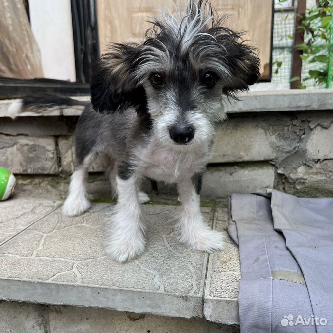 Китайская хохлатая пуховая мальчик