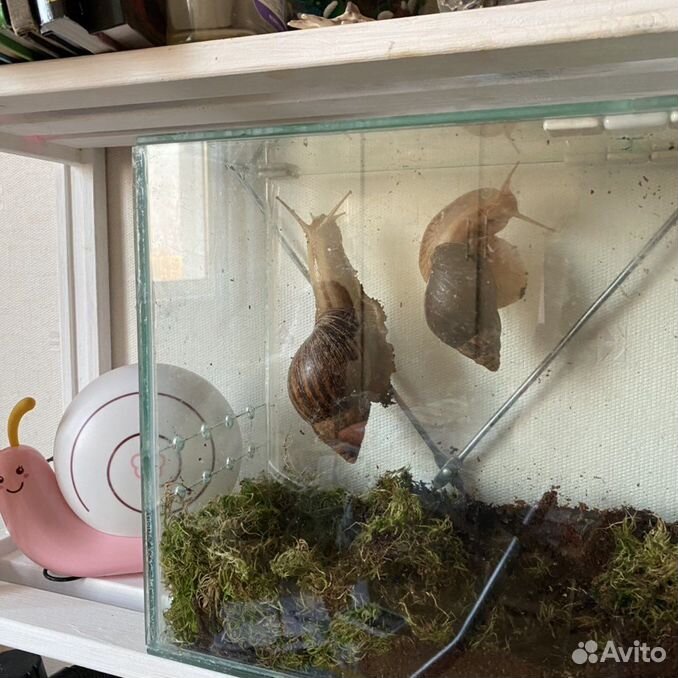 Две ахатины в дар