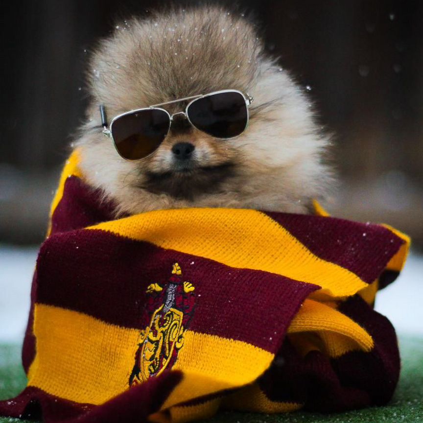 Померанский шпиц, щенок