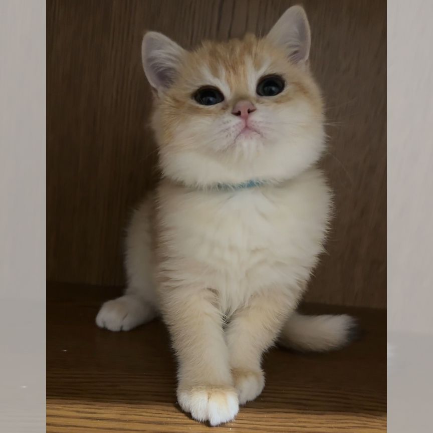 Британский короткошёрстный котёнок