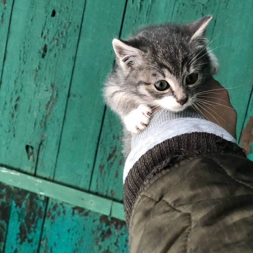 Отдам котенка в добрые руки