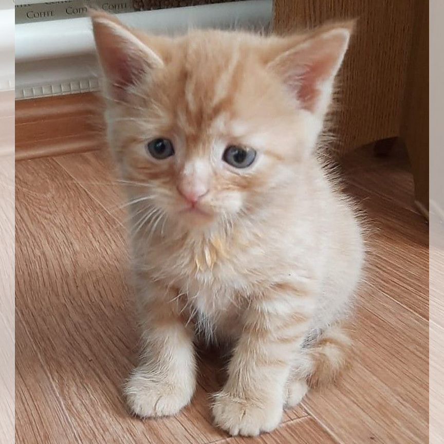 Рыжий котенок в добрые руки 1,5 месяца
