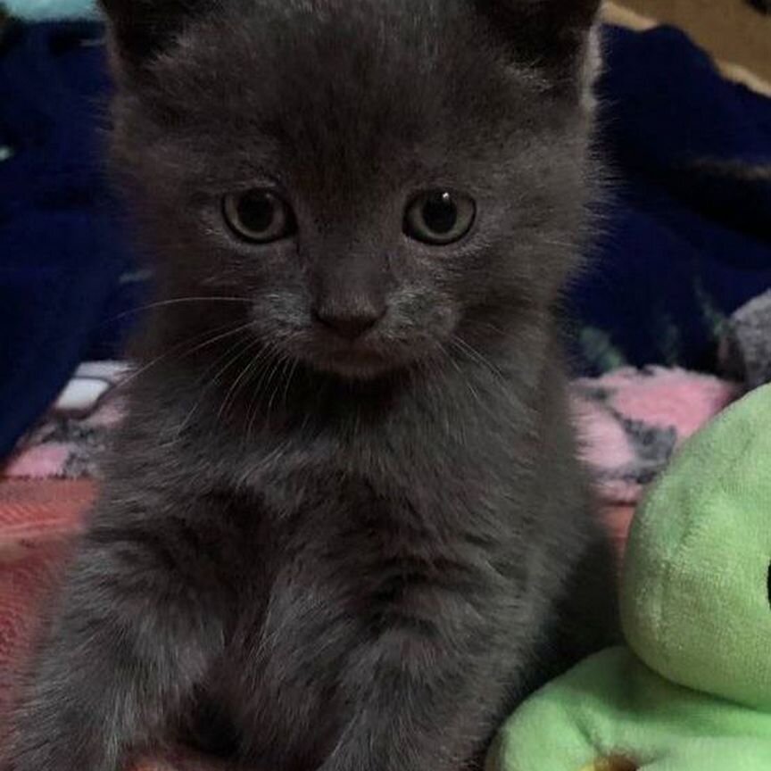 Шотландский котёночек