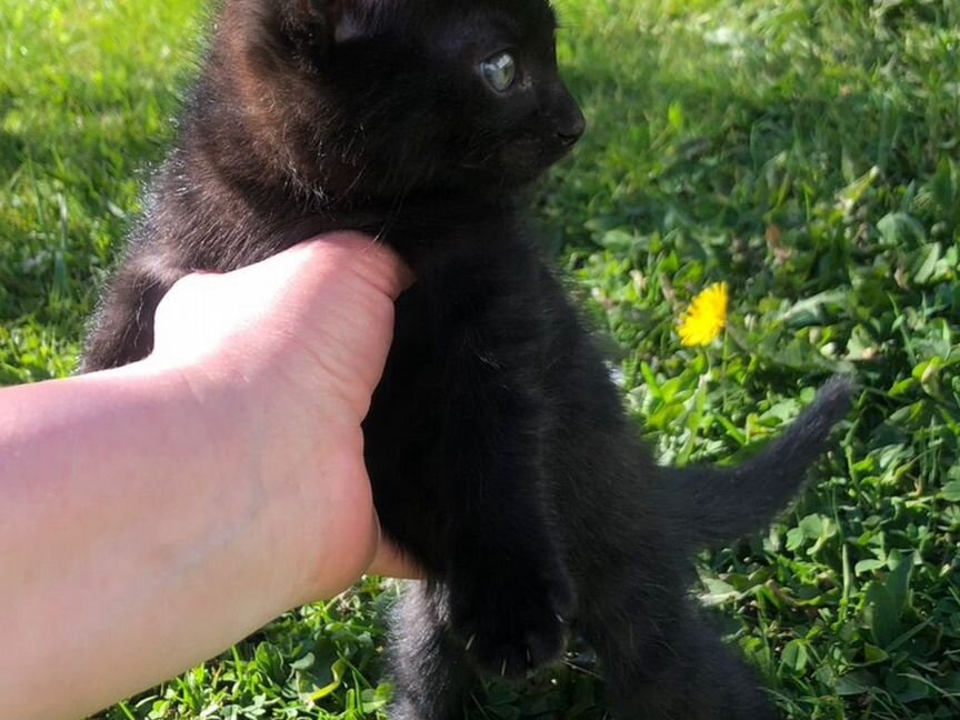 Черненький малыш