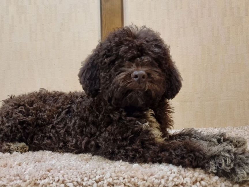 Мальчик лаготто романьоло