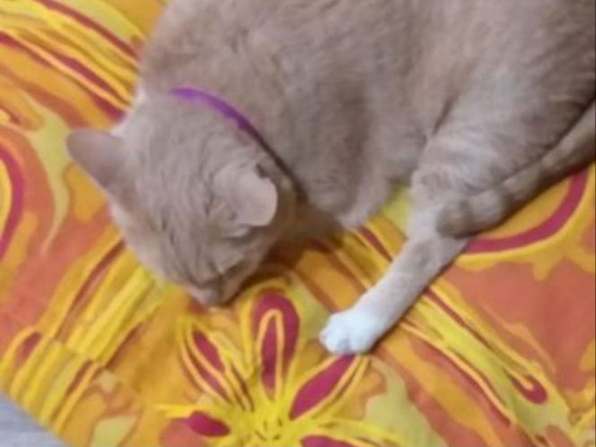 Кошка