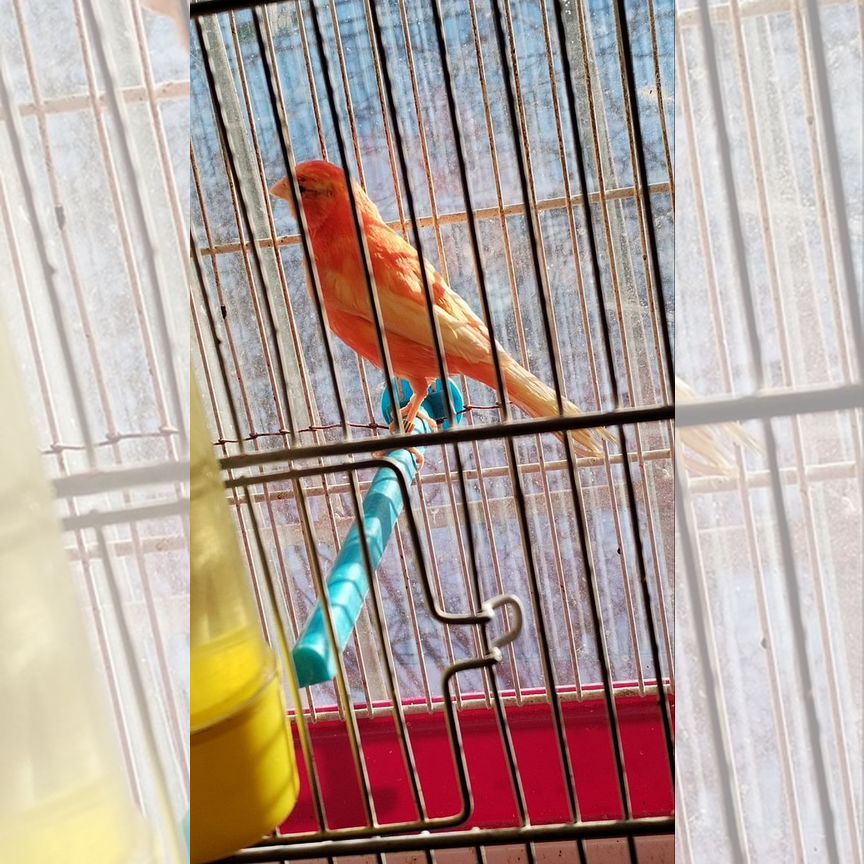 Кенара и канарейки