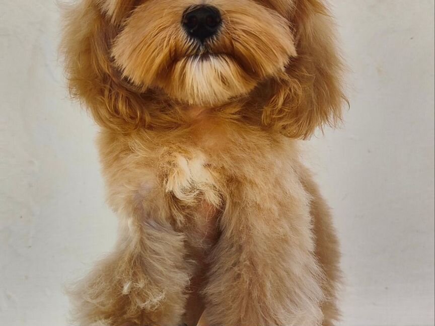 Девочка мальтипу f1