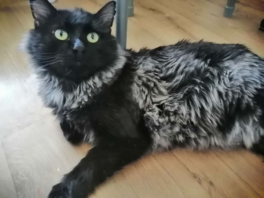 Кот в добрые руки