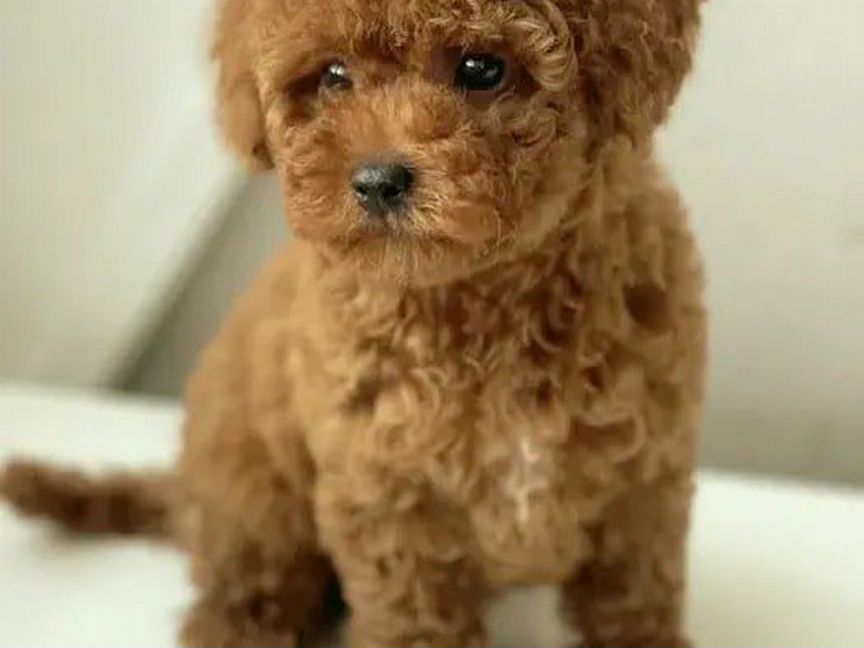 Щенки той пуделя