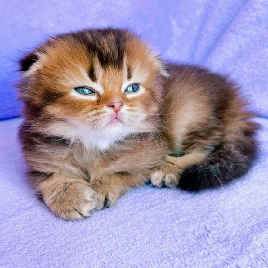 Шотландский вислоухий длинношёрстный котёнок