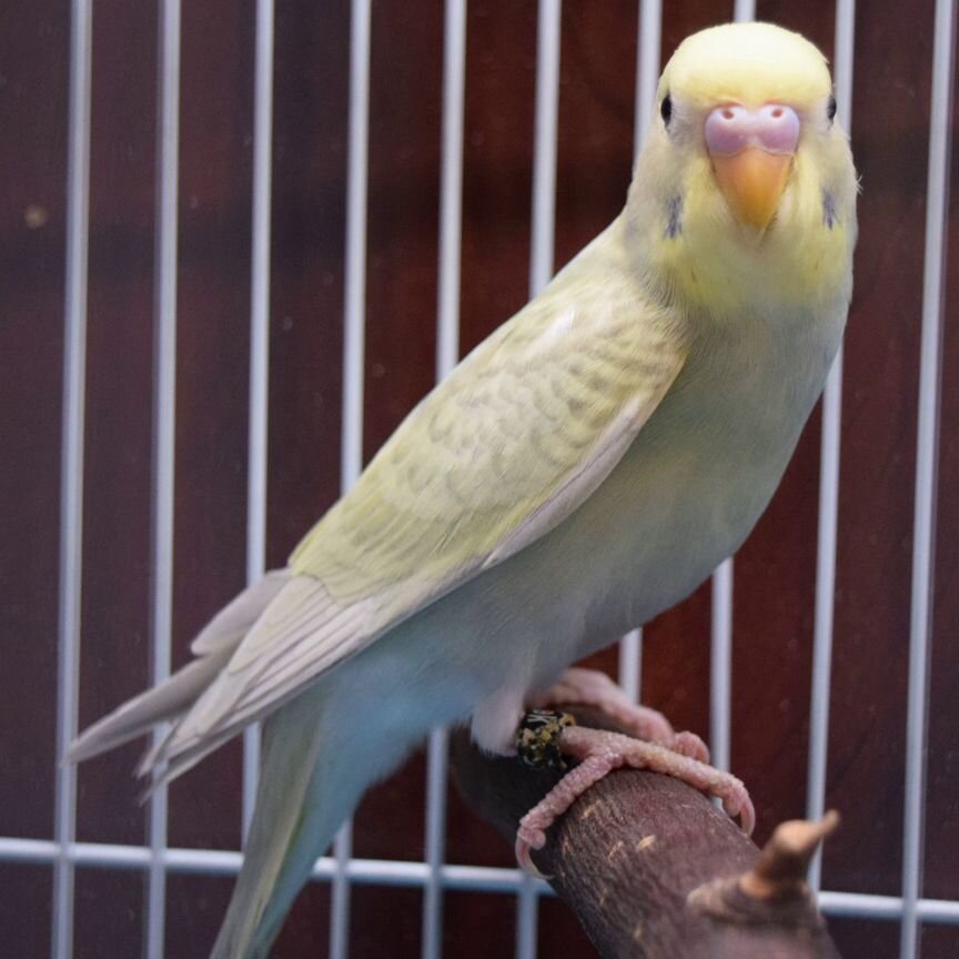 Птенец самка волнистых попугаев