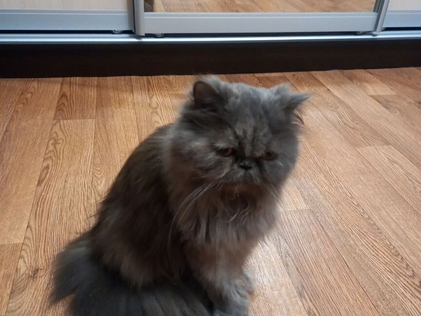 Персидская кошка