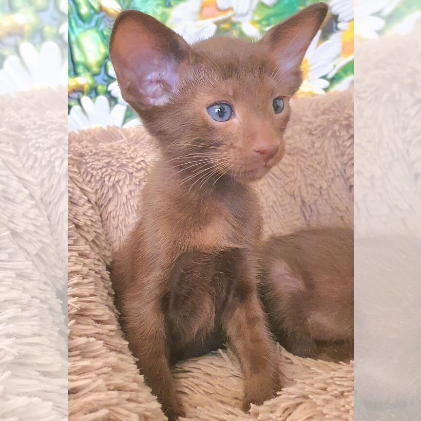 Ориентальный котёнок