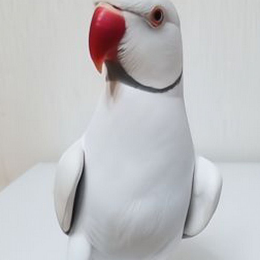 Попугай ожереловый