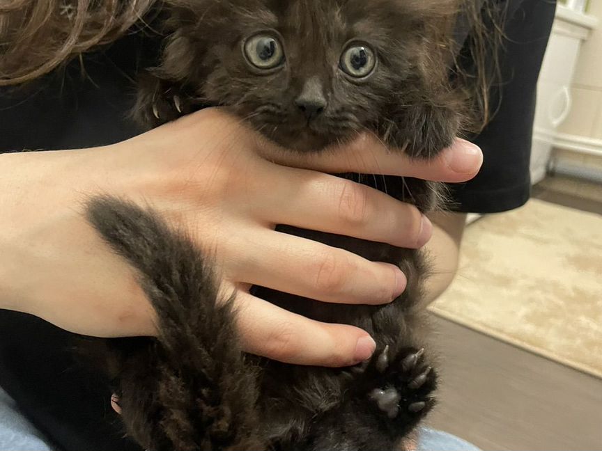 Котята