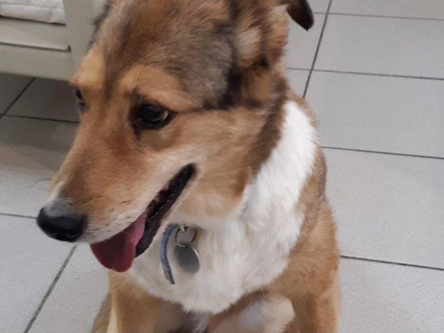 Собака с больными лапками из приюта