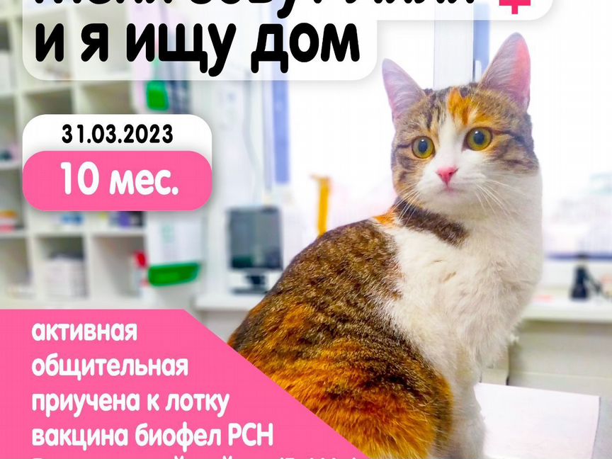 Кошка в добрые руки (Ляля)