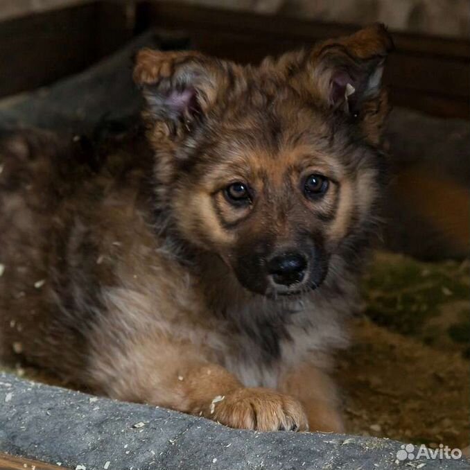 Щенулька юла в Добрые руки