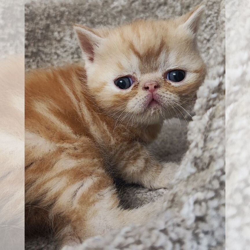 Экзотический котёнок
