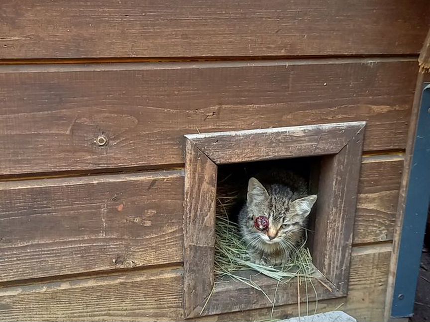 Котятам нужна помощь