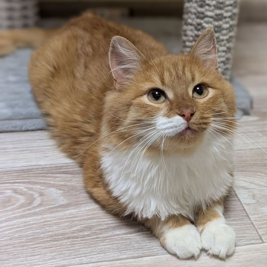 Котёнок от частного владельца