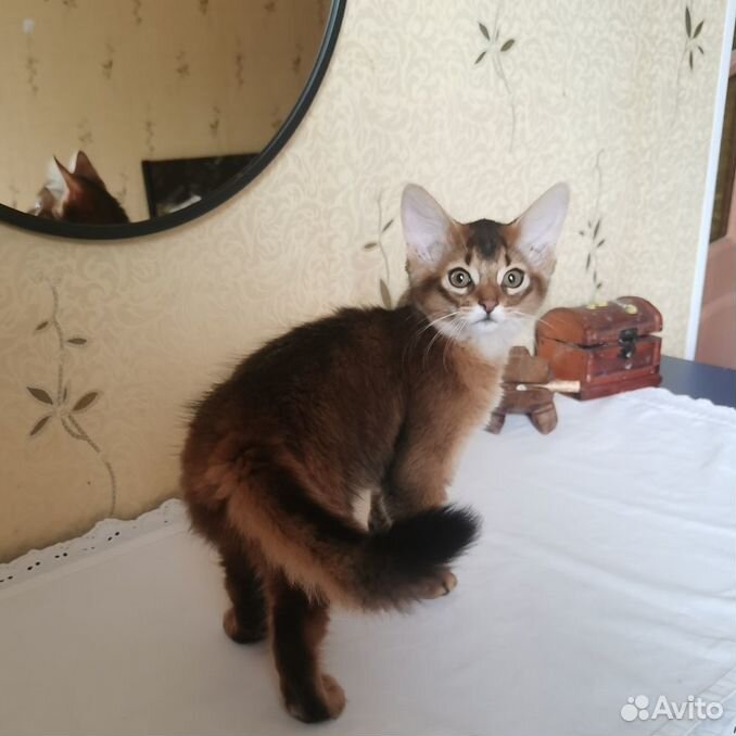 Сомалийский котенок