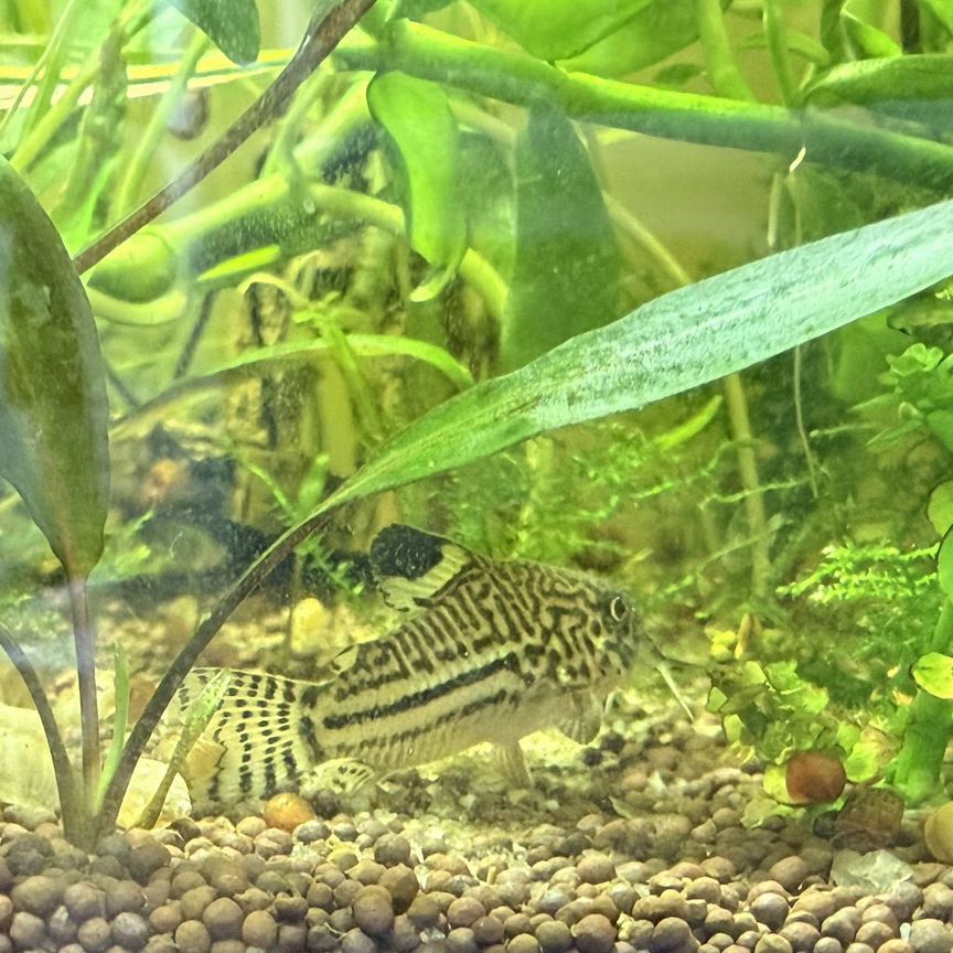 Сомики коридорасы