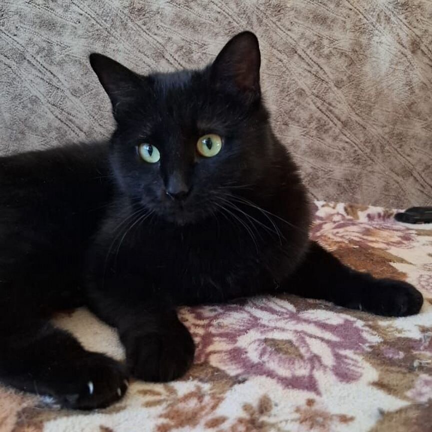 Ночка ищет дом