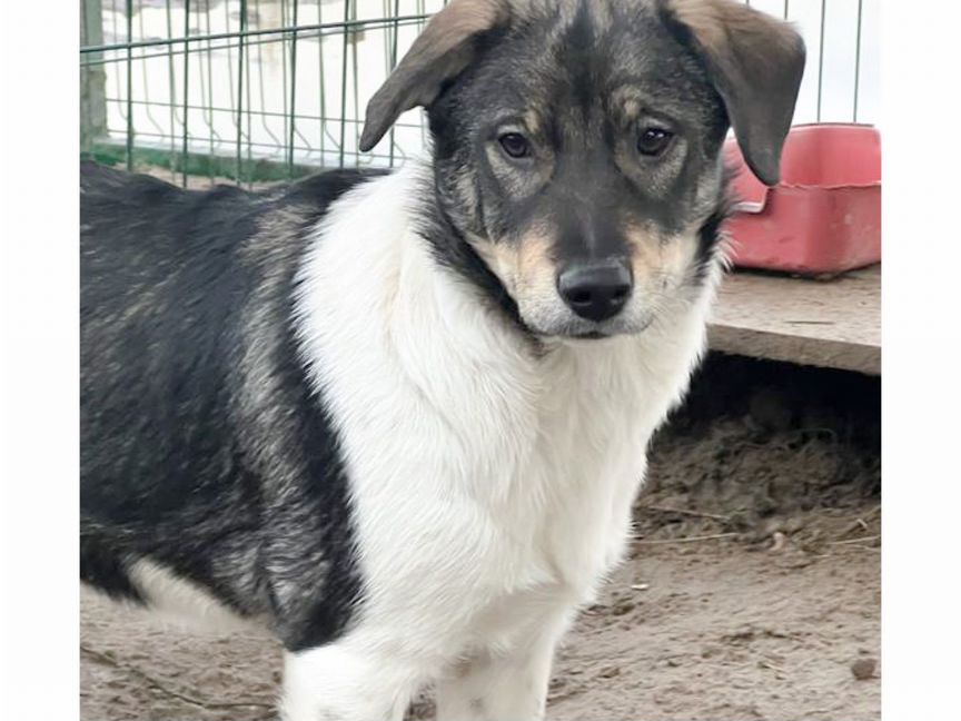 Собака бесплатно