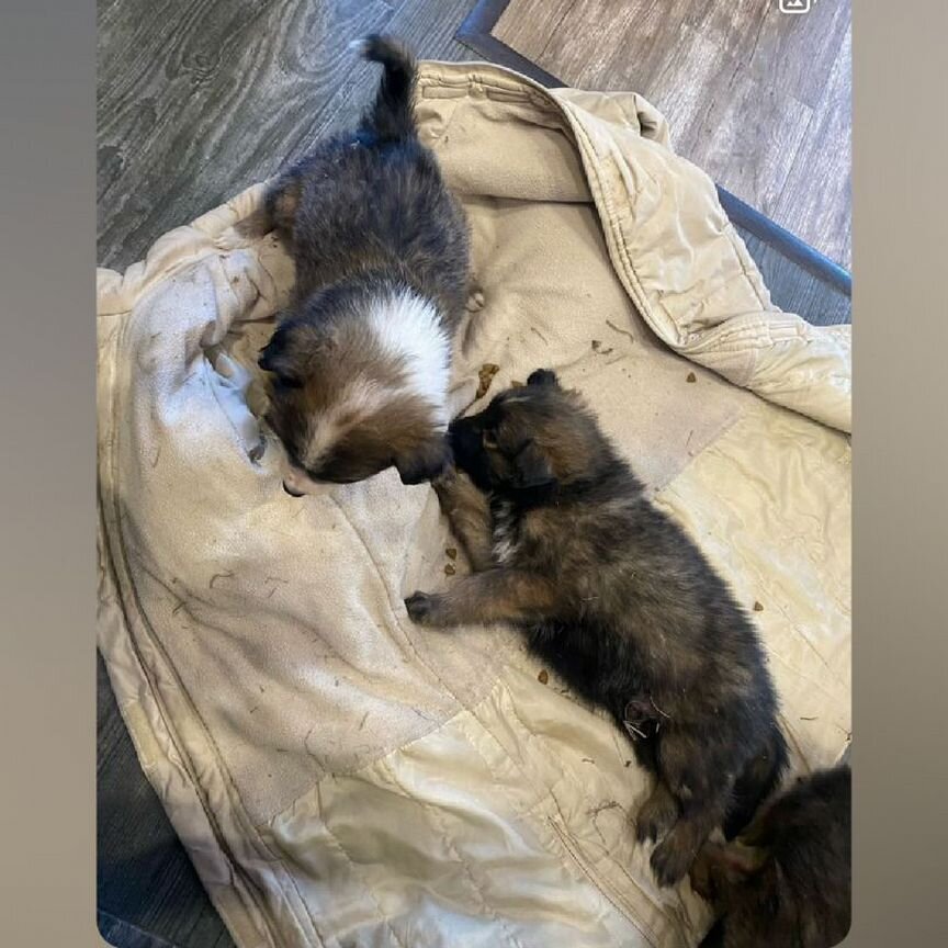 Щенки в добрые руки