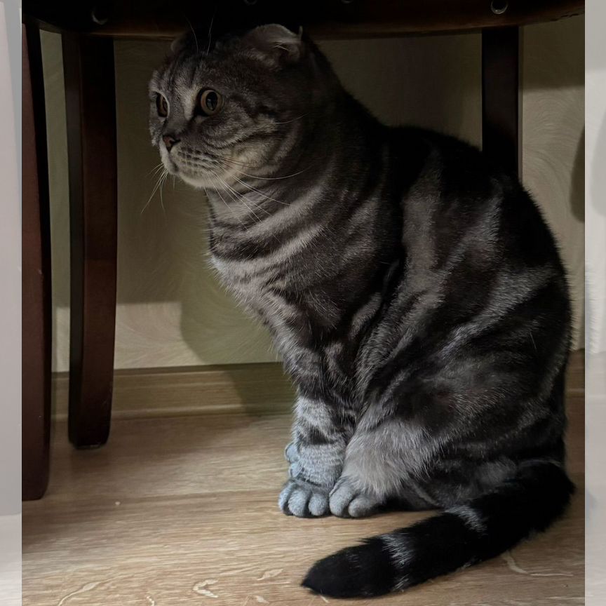 Котята в добрые руки бесплатно мальчик