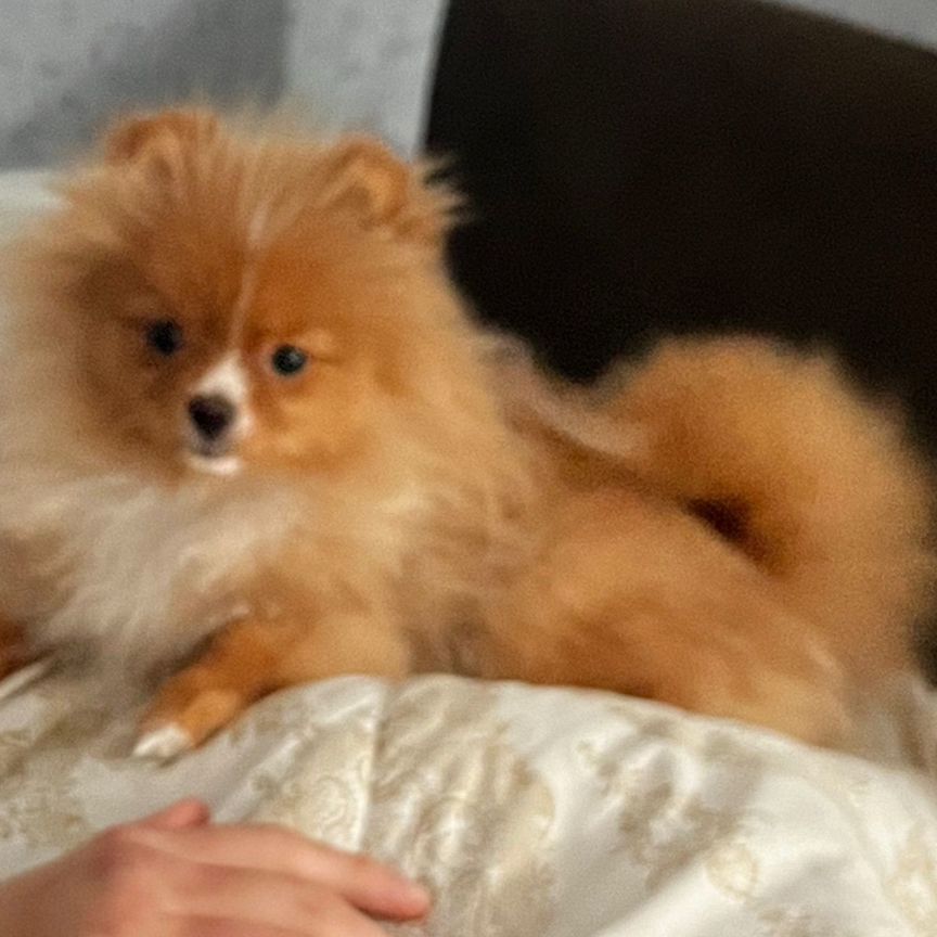 Померанский шпиц, щенок