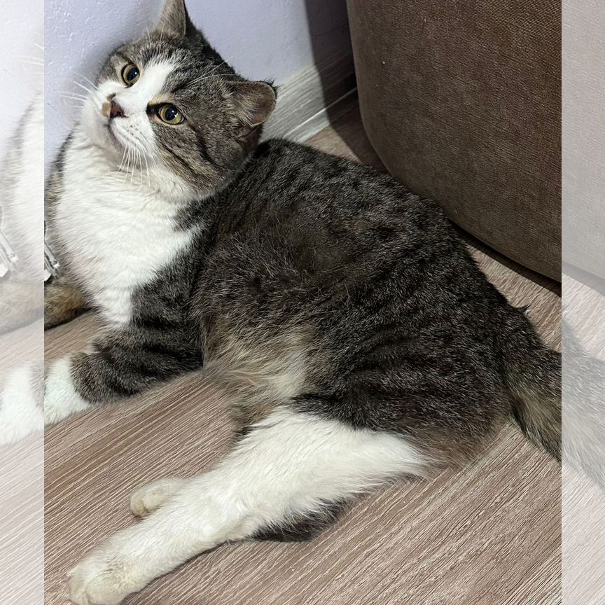 Котенок Шотландская метис