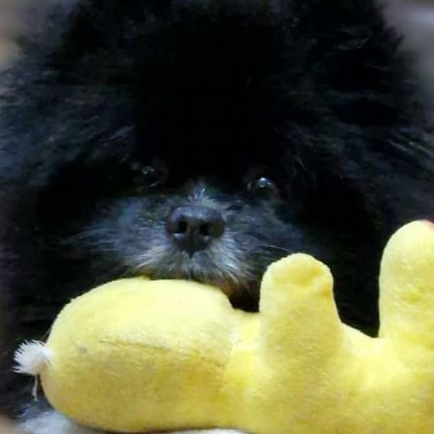 Отдам собаку в добрые руки шпиц