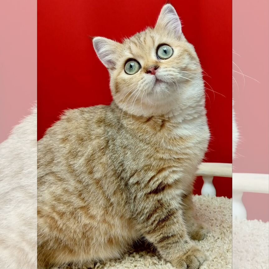Щотландские котята