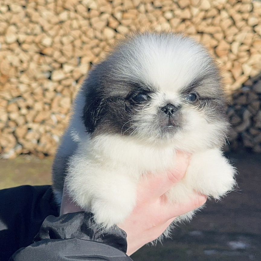 Пекинес девочка патиколор