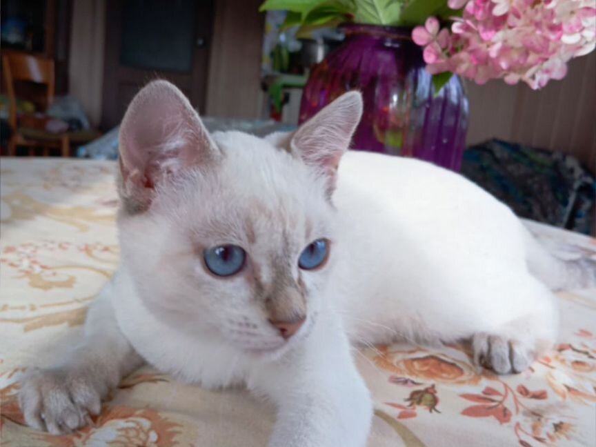 Чудесный тайский котик