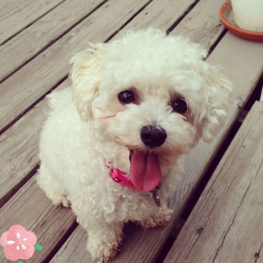 Подрощенный кобелек мальтипу ф1 стандарт