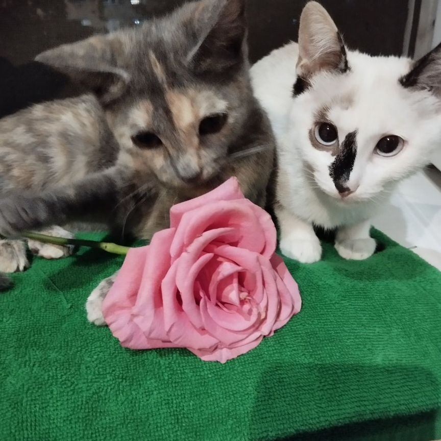 Кошка