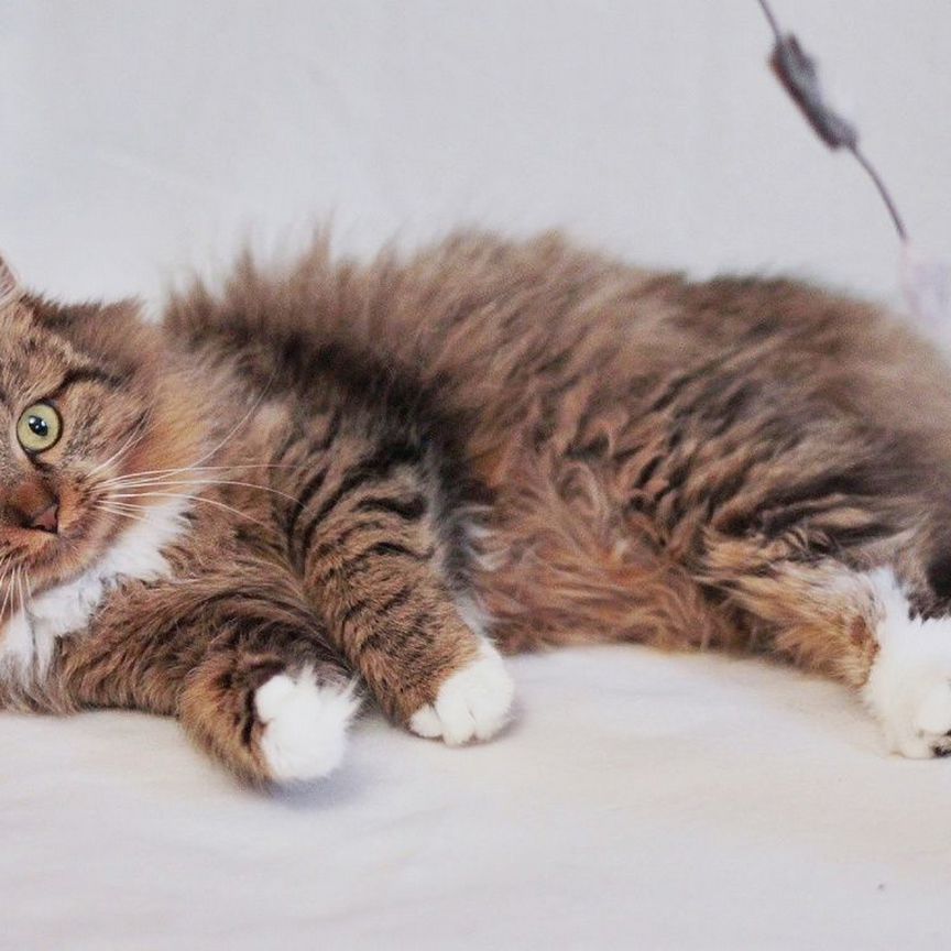 Сибирячка Лина