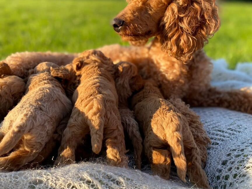 Щенки карликового пуделя