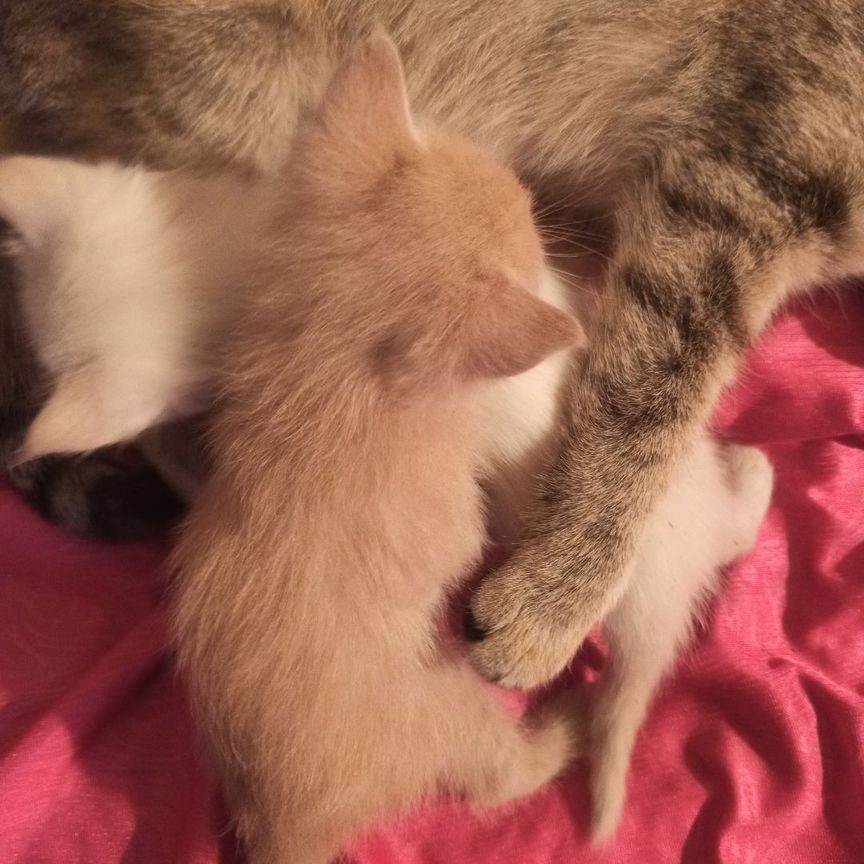 Котята в добрые руки 1 месяц