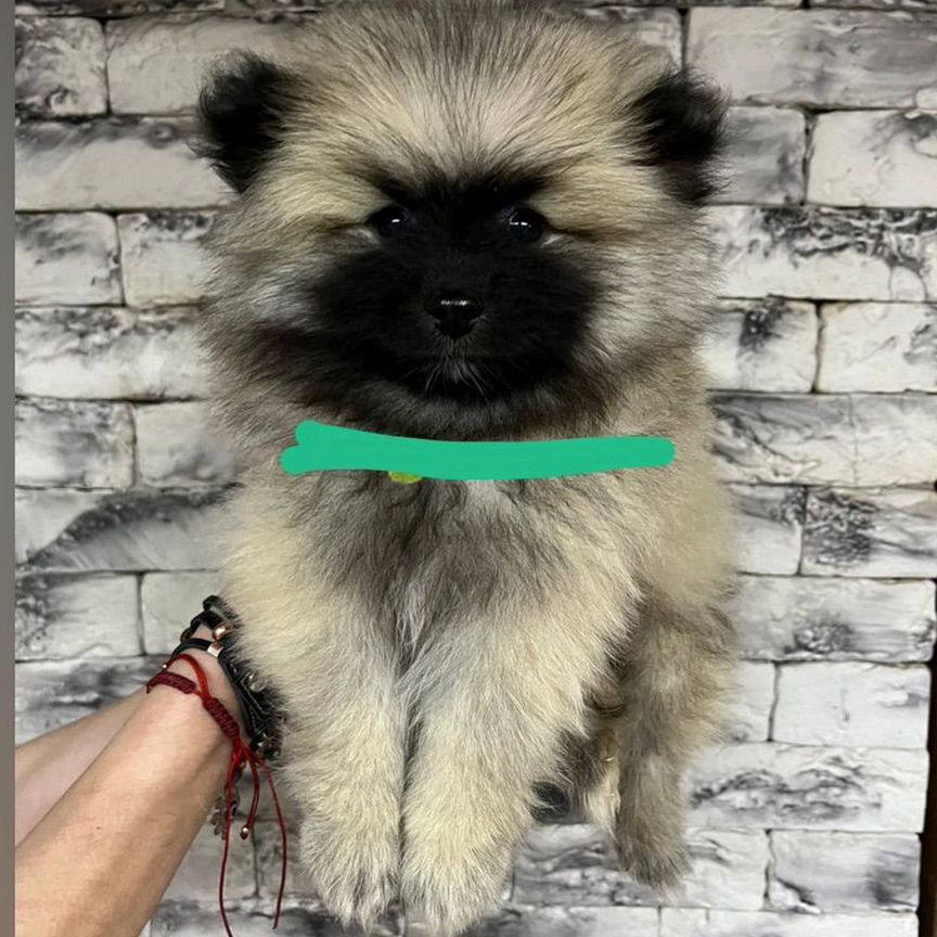 Вольфшпиц, щенок