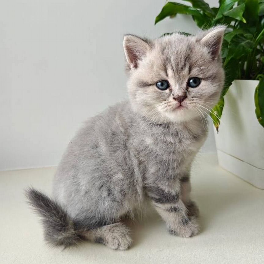Шотландский прямоухий короткошёрстный котёнок