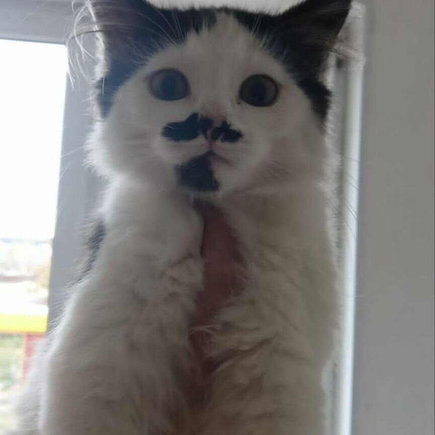 Котенок в добрые руки
